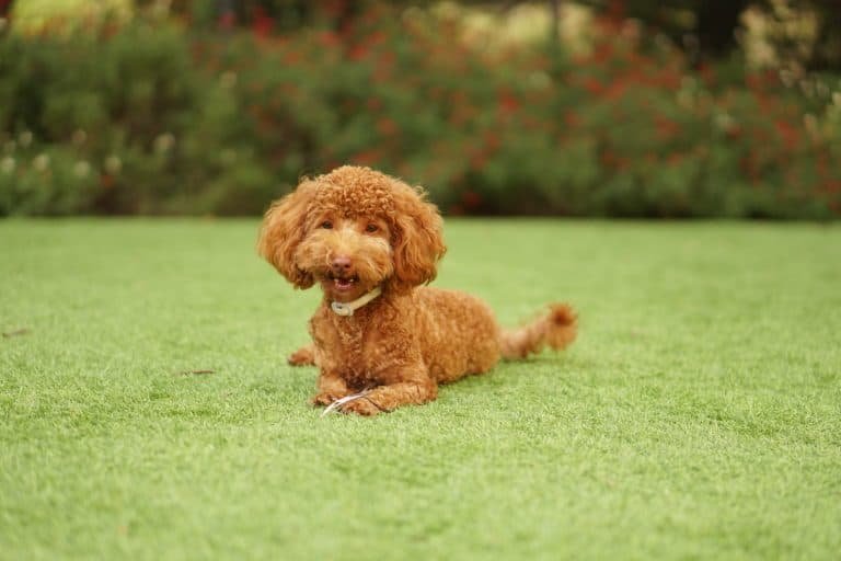 Poodles for Adoption | Expert Guides for Poodle Rescue & Care
