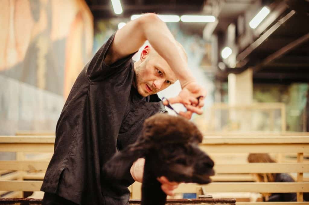 The Poodle German Trim - Poodles For Adoption