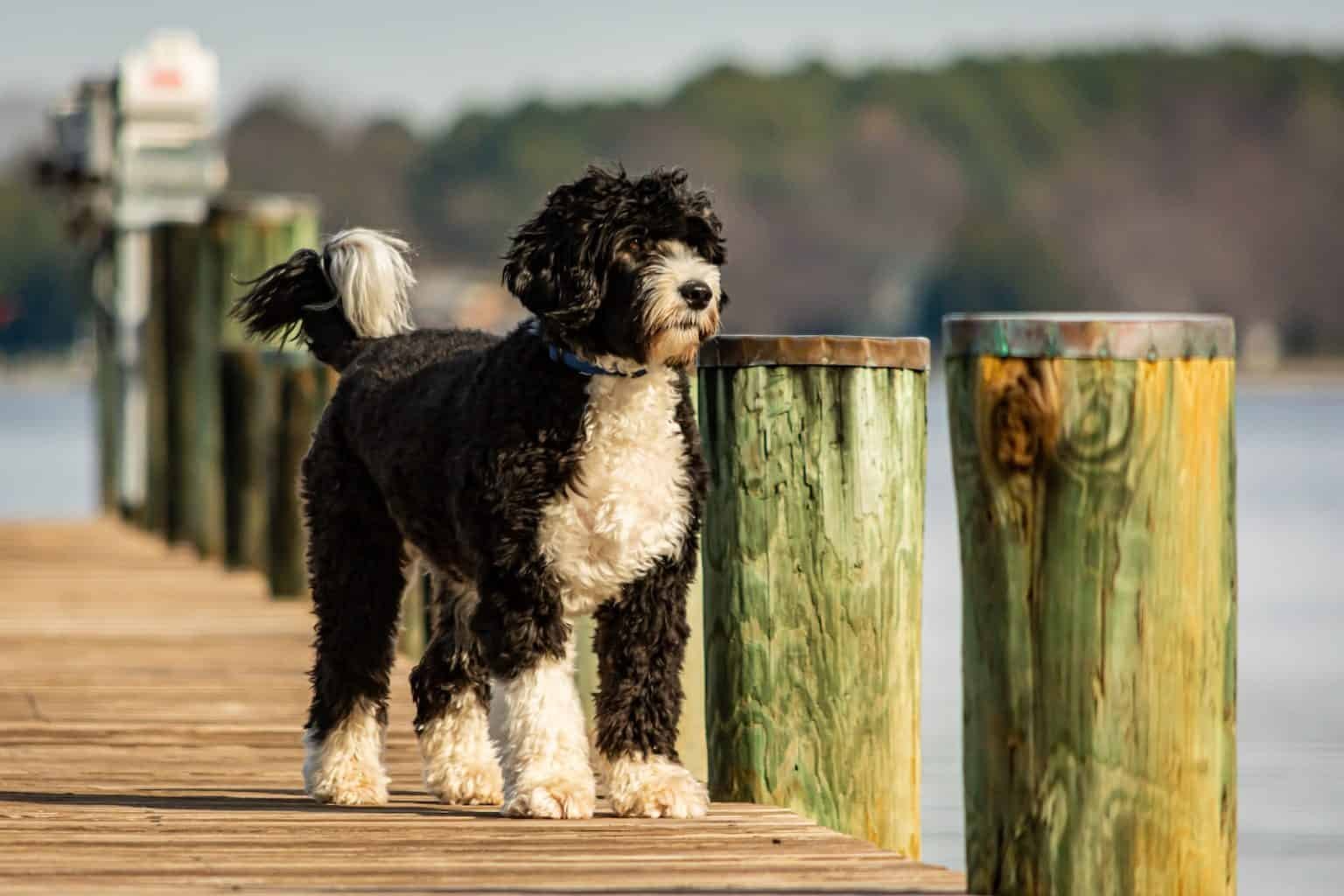 Poodle Size Chart: Toy, Mini & Standard Sizes (2026)